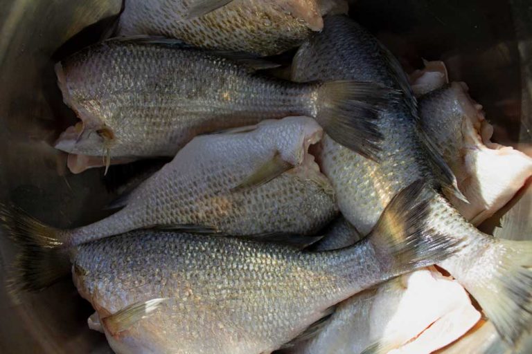 Fried White Perch {A Recipe From "River Folks" - The Mountain Kitchen